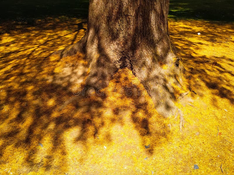 The Root of a Tree in the Forest with Small Pieces of Dry Grass Stock ...