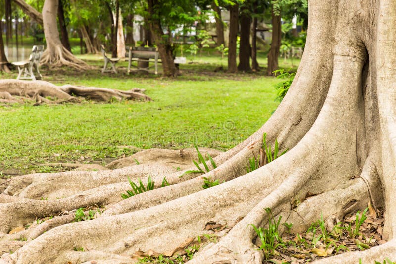 Root tree in garden stock image. Image of banyan, bark - 34264451