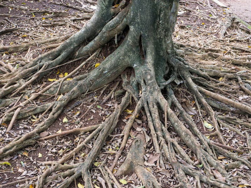 Root of the Tree in the Garden. Stock Image - Image of relaxation ...