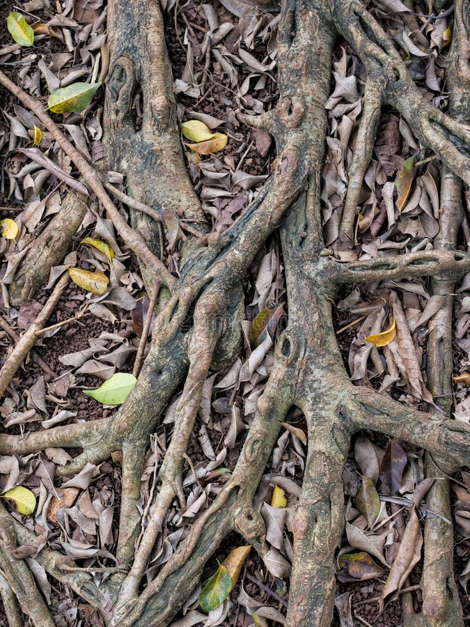 Root of the Tree in the Garden. Stock Photo - Image of bizarre ...