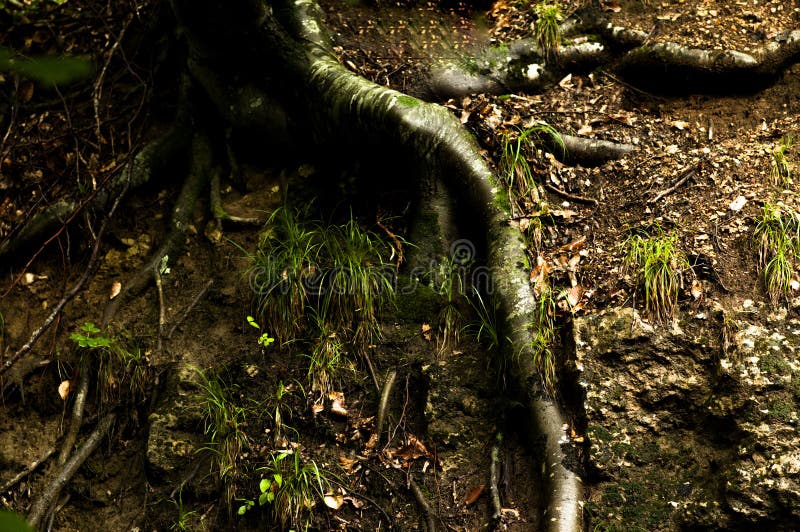 Root of tree with grass stock photo. Image of trunk, underground - 85704020