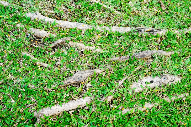 Root of the Tree with Grasses in the Park Stock Photo - Image of green ...
