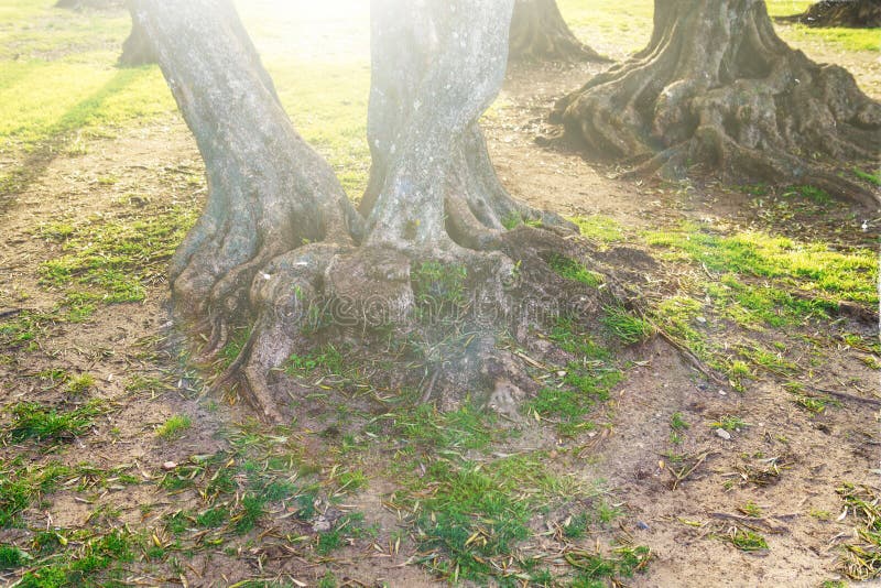 The Root of the Tree in the Green Grass. Stock Image - Image of terrain ...