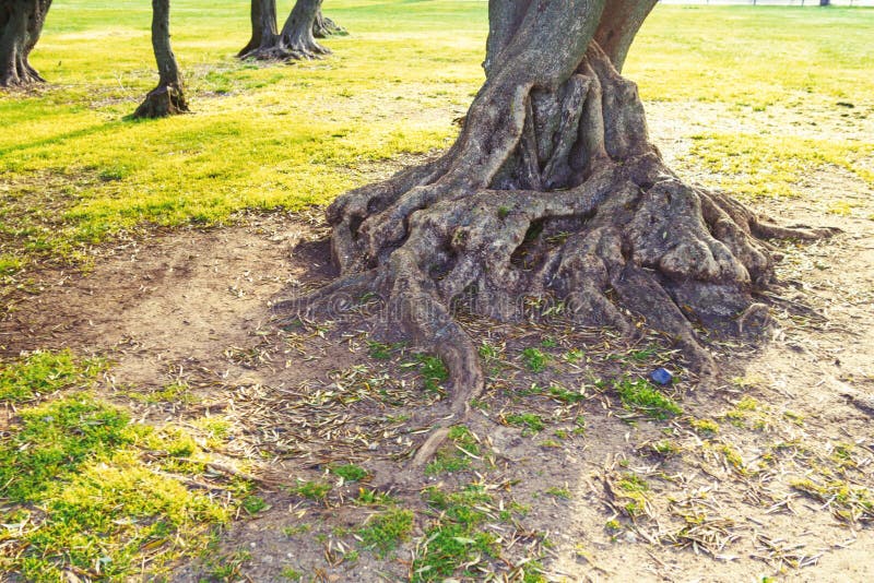 The Root of the Tree in the Green Grass. Stock Image - Image of dank ...