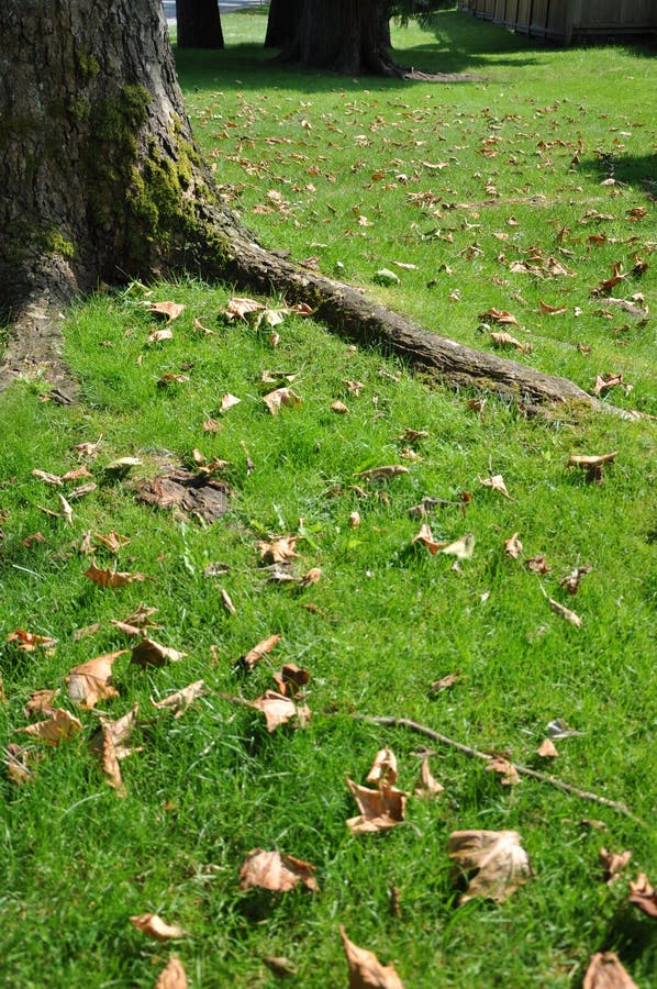 The root of the tree stock image. Image of outdoor, green - 33396121