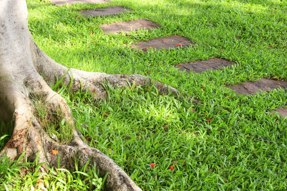 The root of the tree stock image. Image of design, light - 42086823