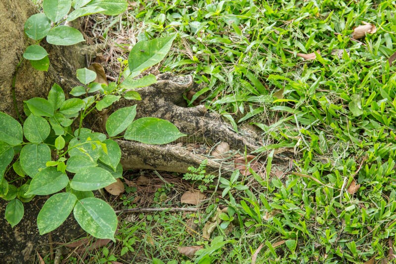 The root of the tree. stock photo. Image of strong, foliage - 52519312
