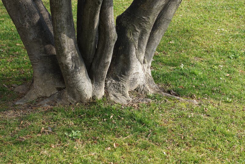 The Root of the Tree in the Green Grass. Growing, Life Stock Photo ...