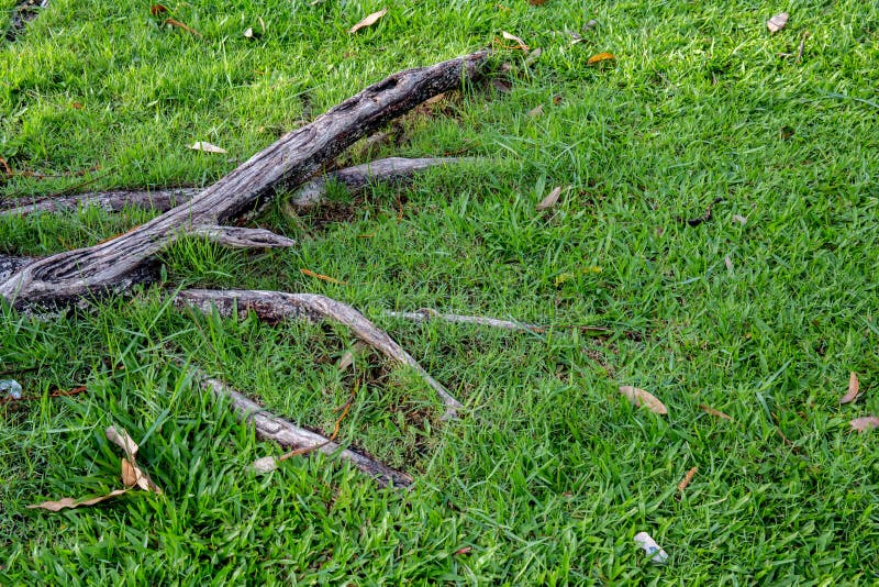 The Root of the Tree in the Green Grass. Stock Image - Image of roots ...