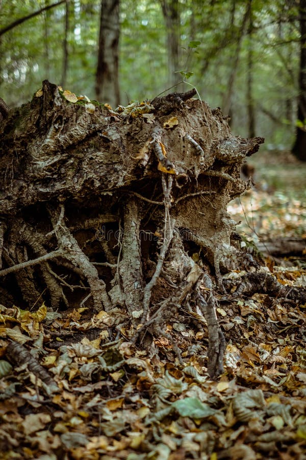 Root tree ground stock image. Image of leaf, branch - 202784461