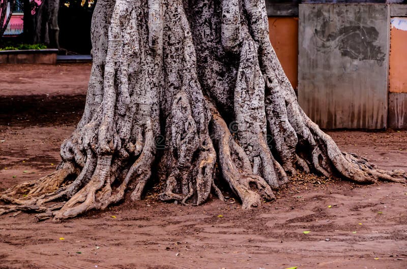 Root of the Tree stock image. Image of light, park, night - 305313427