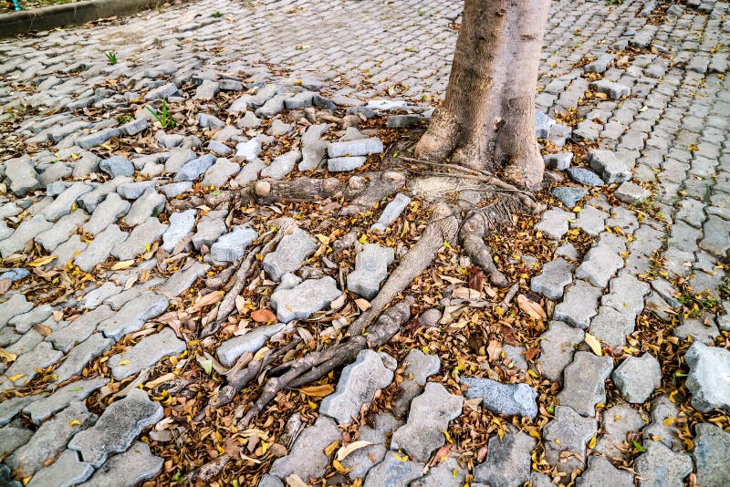 113 Tree Roots Damage Concrete Stock Photos - Free & Royalty-Free Stock ...