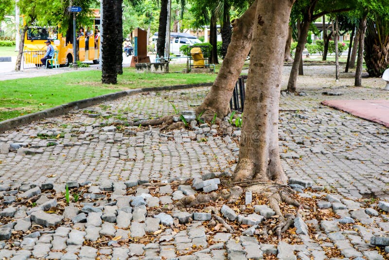 Root of Tree Growing and Damage Brick Block Walkway Editorial Photo ...