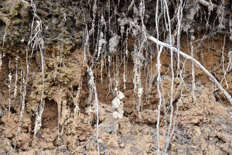 Root of Tree Growing Throw Ceiling of Sewer Tunnel Stock Photo - Image ...