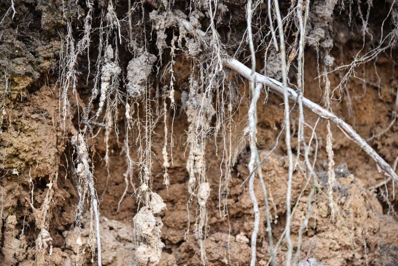 Root of Tree Growing Throw Ceiling of Sewer Tunnel Stock Image - Image ...