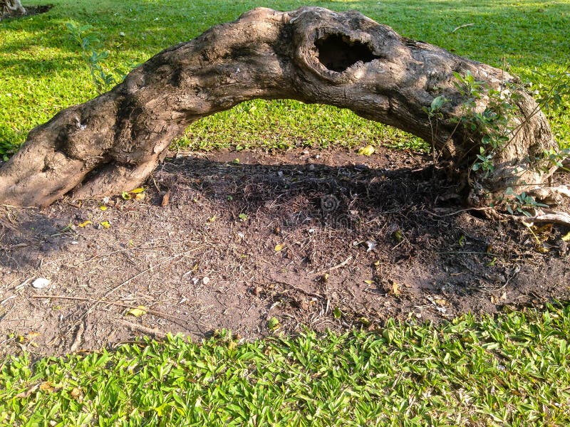 The root of the tree. stock photo. Image of plant, ground - 88096858