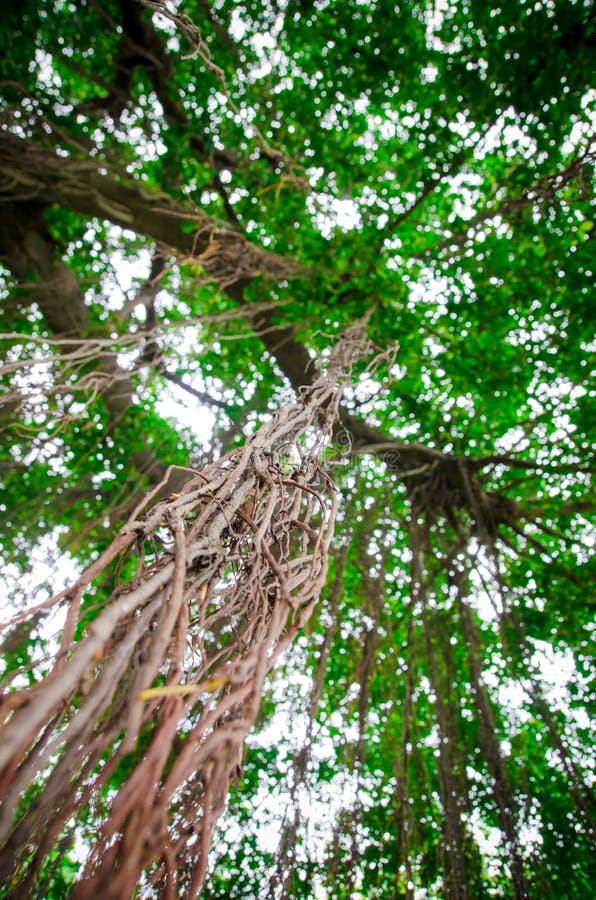 Root of tree stock photo. Image of root, wood, leaf, tropical - 57470246