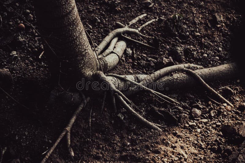 Root Grown Outside the Ground Stock Image - Image of abnormal, hard ...