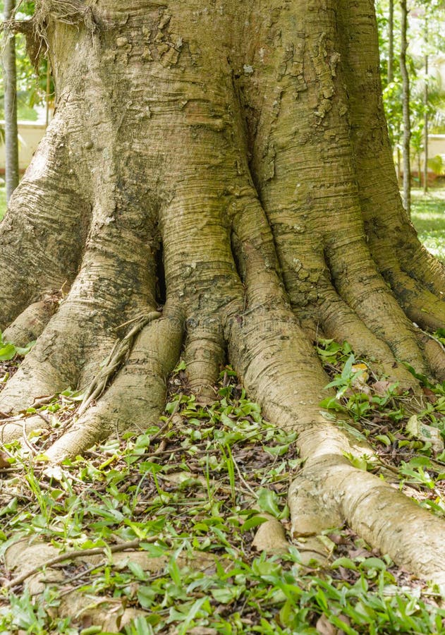 Root of tree stock photo. Image of tree, color, strength - 165624744