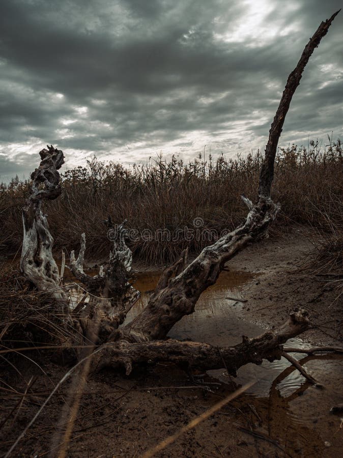 Root of a Tree Grows from the Shore into a Lake. Reed in Water, Light ...
