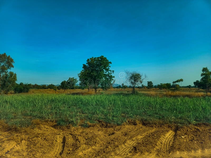 Farm stock image. Image of plant, soil, pasture, landscape - 243104217