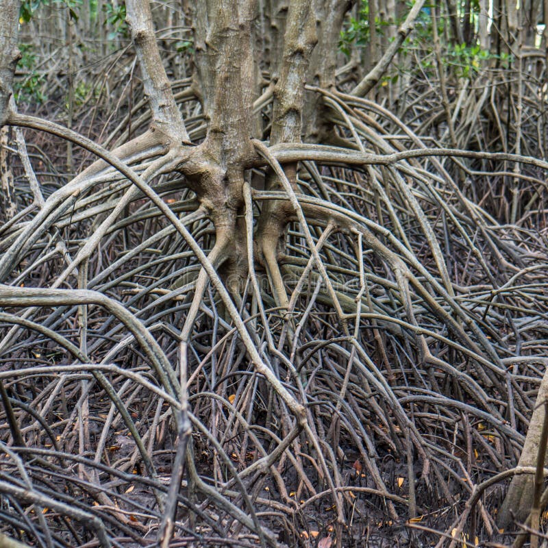 Root of tree stock photo. Image of reserve, flora, view - 72759688