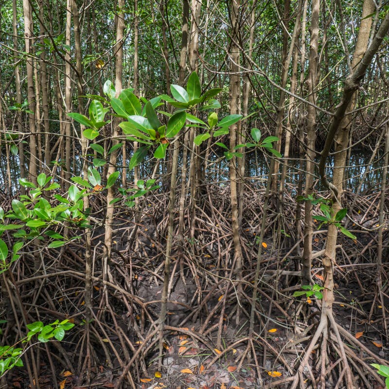 Root of tree stock photo. Image of natural, tropical - 72776712