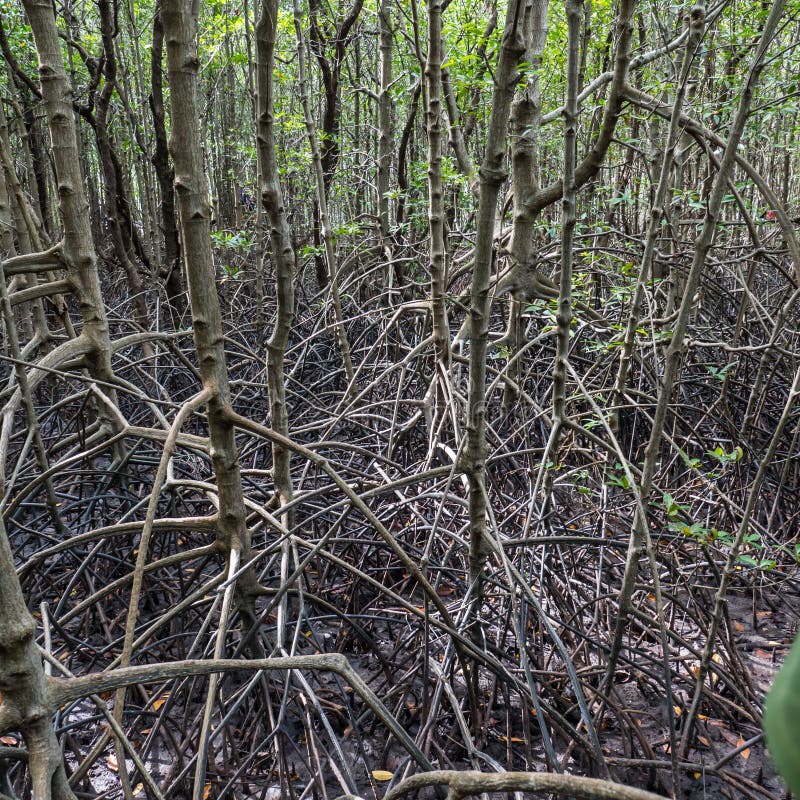 Root of tree stock image. Image of habitat, ground, environment - 72776765