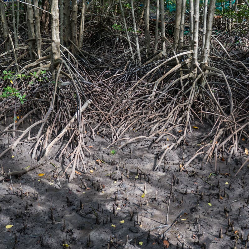 Root of tree stock photo. Image of root, green, forest - 72776800