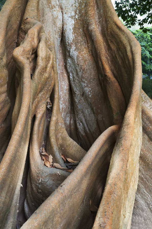 Root of a Tree , Nature Background Stock Photo - Image of background ...