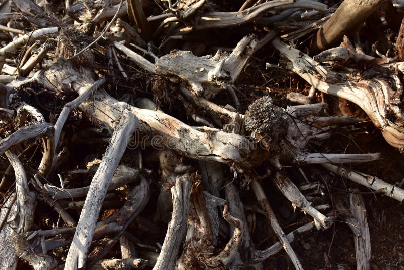 Root From Tree From Peat Bogs. Roots From Trees After Draining A Swamp ...