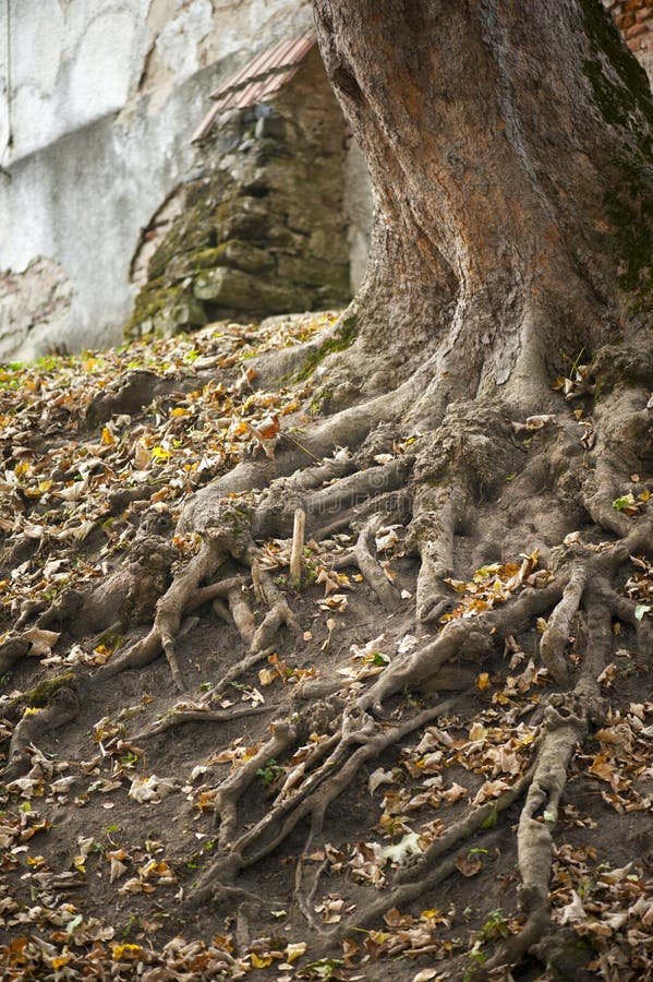 Photo old big tree roots stock photo. Image of grunge - 130918354