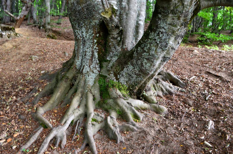 Root, Tree, Plant, Woody Plant Stock Image - Image of leaf, woodland ...