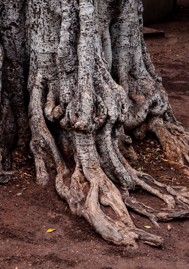 Root of the Tree stock photo. Image of growth, wood - 216898976