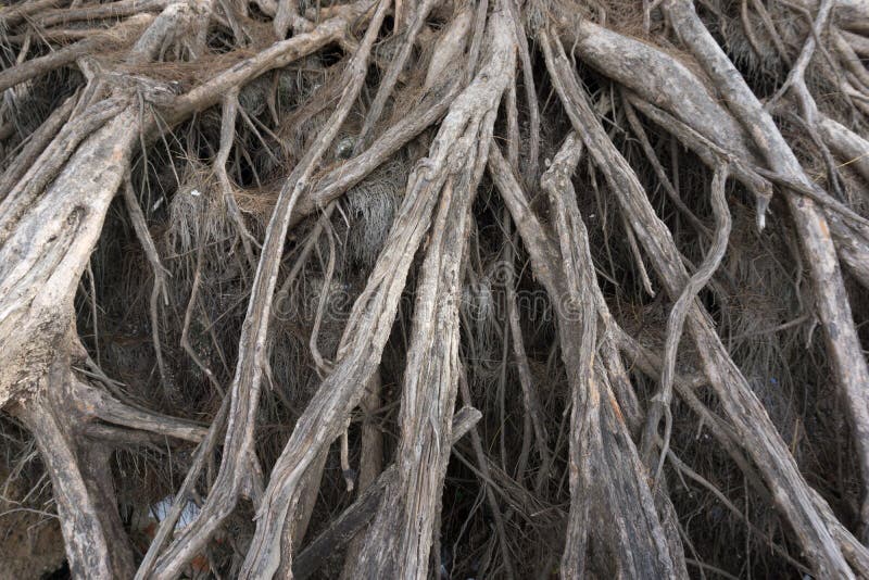 Root tree stock image. Image of large, roots, texture - 127083139