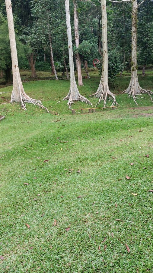 The Roots of an Old Tree that Stood Firm Stock Image - Image of stood ...