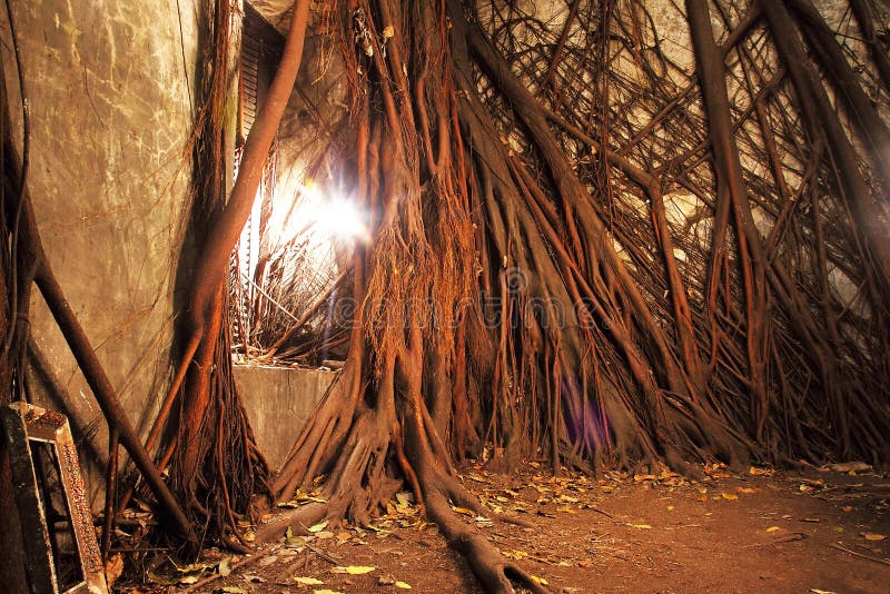 803 Root Buildings Stock Photos - Free & Royalty-Free Stock Photos from ...