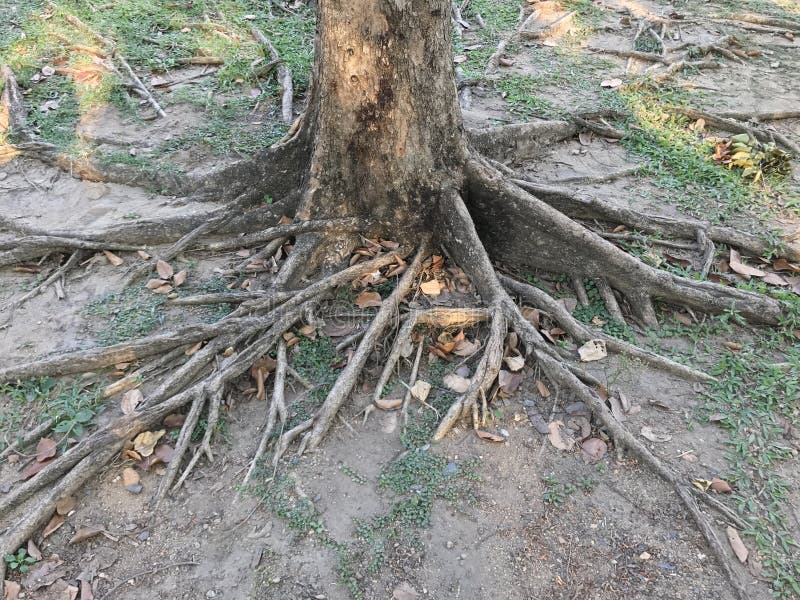 Root stock photo. Image of outdoor, environment, natural - 85962628