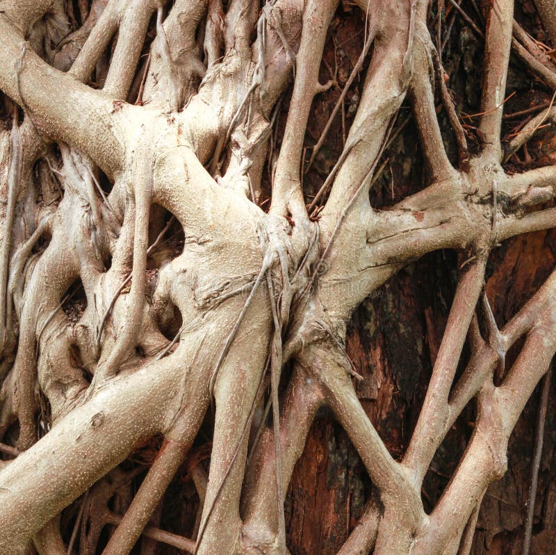 Root of the tree stock image. Image of light, park, earth - 36223889