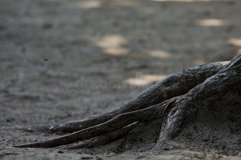 The Root of the Tree is Sticking Out of the Ground Stock Photo - Image ...