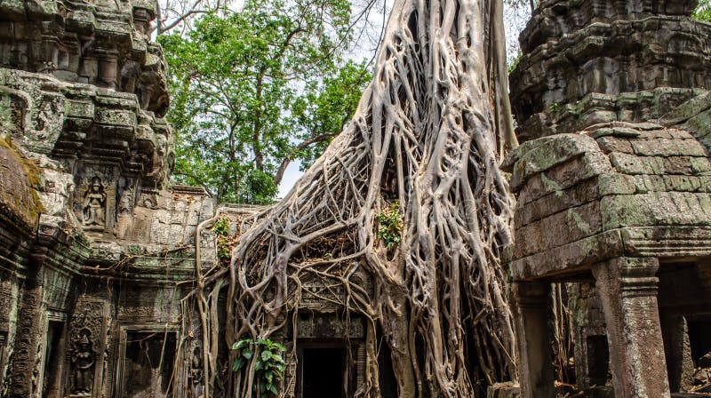 Tree Overgrowing Temple in Cambodia Stock Image - Image of stone, roots ...