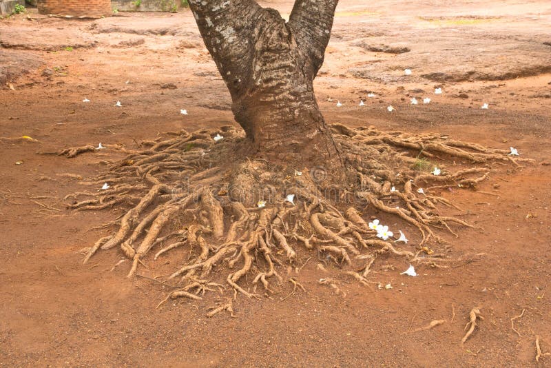 Root stock photo. Image of jungle, root, botany, earth - 34386730