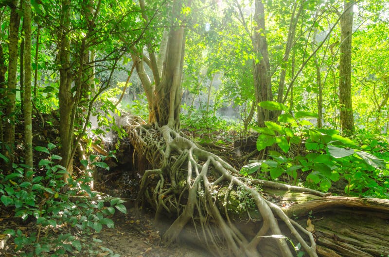 Root of tree with sun ray stock photo. Image of earth - 81821058