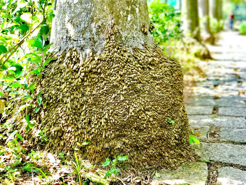 407 Plant Taking Root Stock Photos - Free & Royalty-Free Stock Photos ...