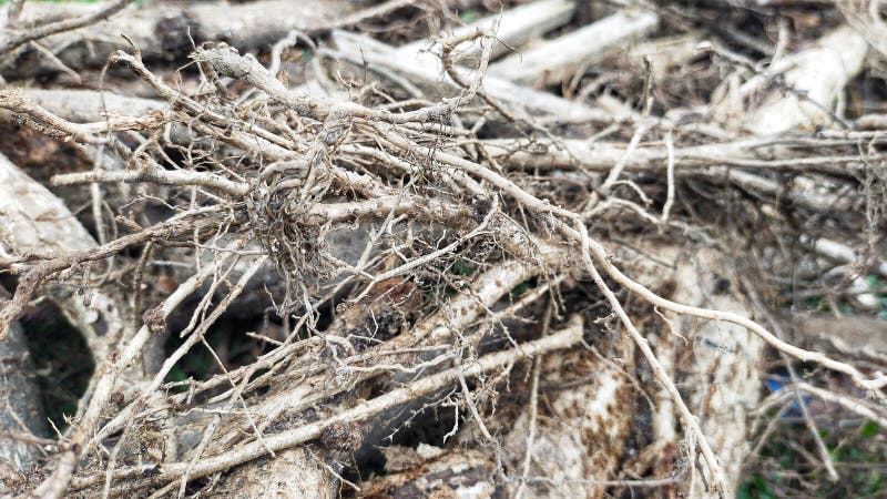 Root of the Tree Texture As Pattern Background Stock Photo - Image of ...