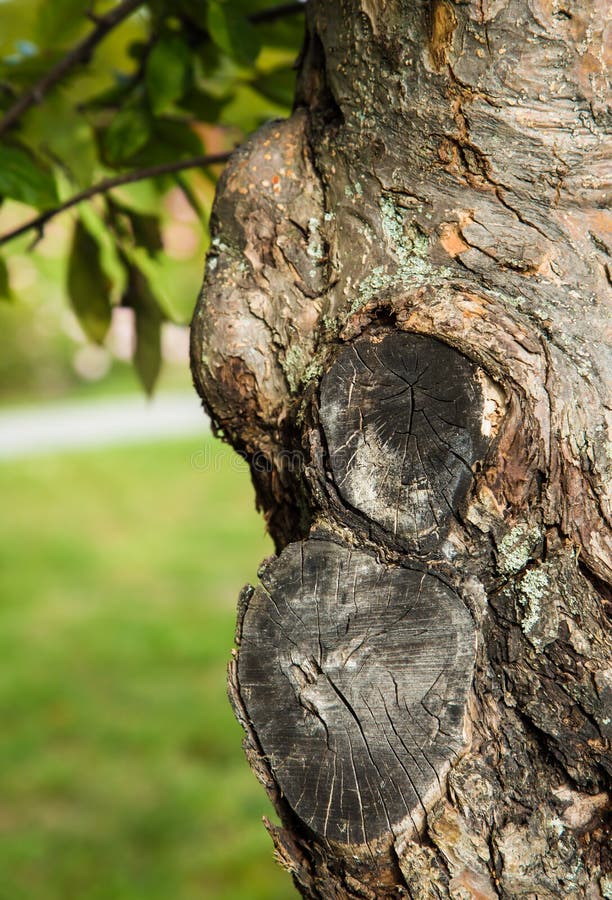 Root of tree stock image. Image of botany, pretty, idyl - 91679549