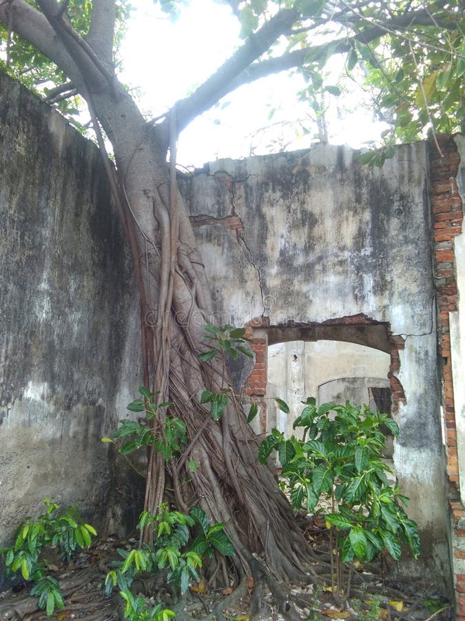 803 Root Buildings Stock Photos - Free & Royalty-Free Stock Photos from ...