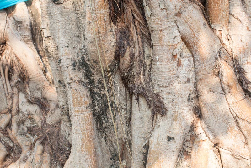 Root Tree Trunk Closeup Detail Texture Stock Image - Image of roots ...