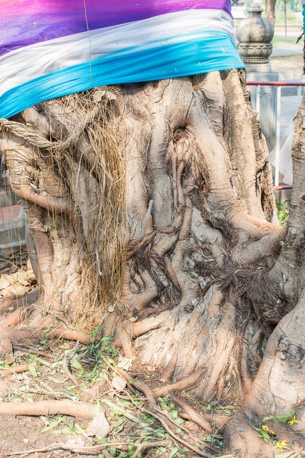 Root Tree Trunk Detail Nature Stock Image - Image of bark, park: 104983717
