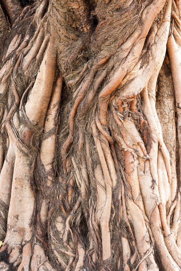 Tree and Bark Texture stock image. Image of hardwood - 34783587